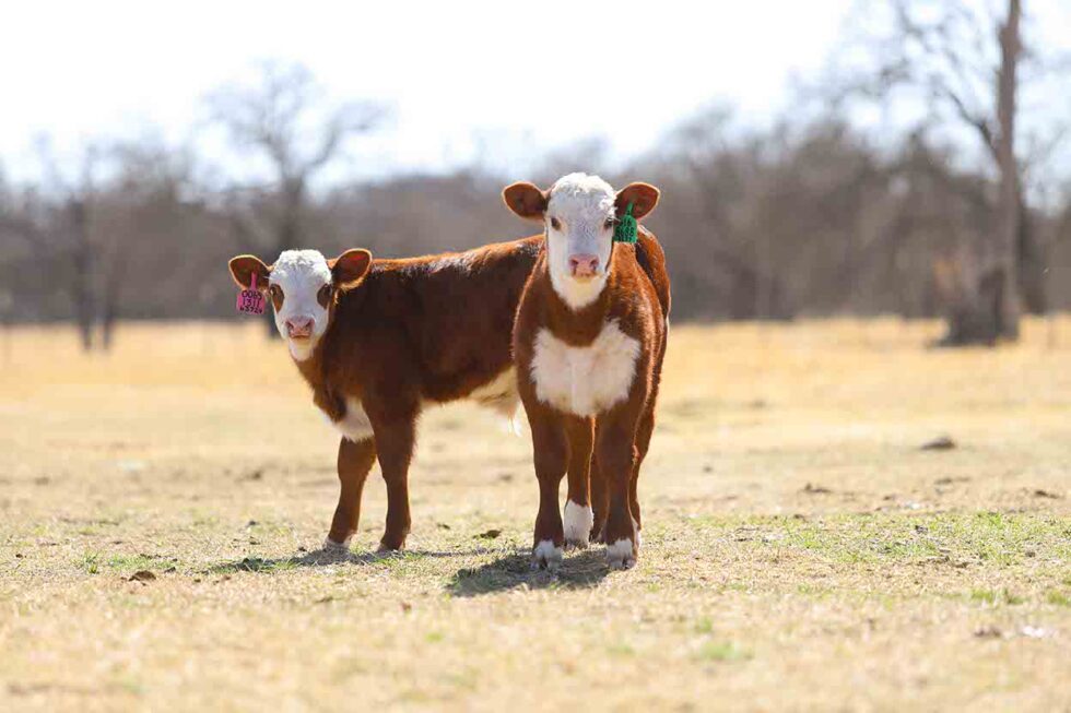 Retreats | Hi Point Ranch